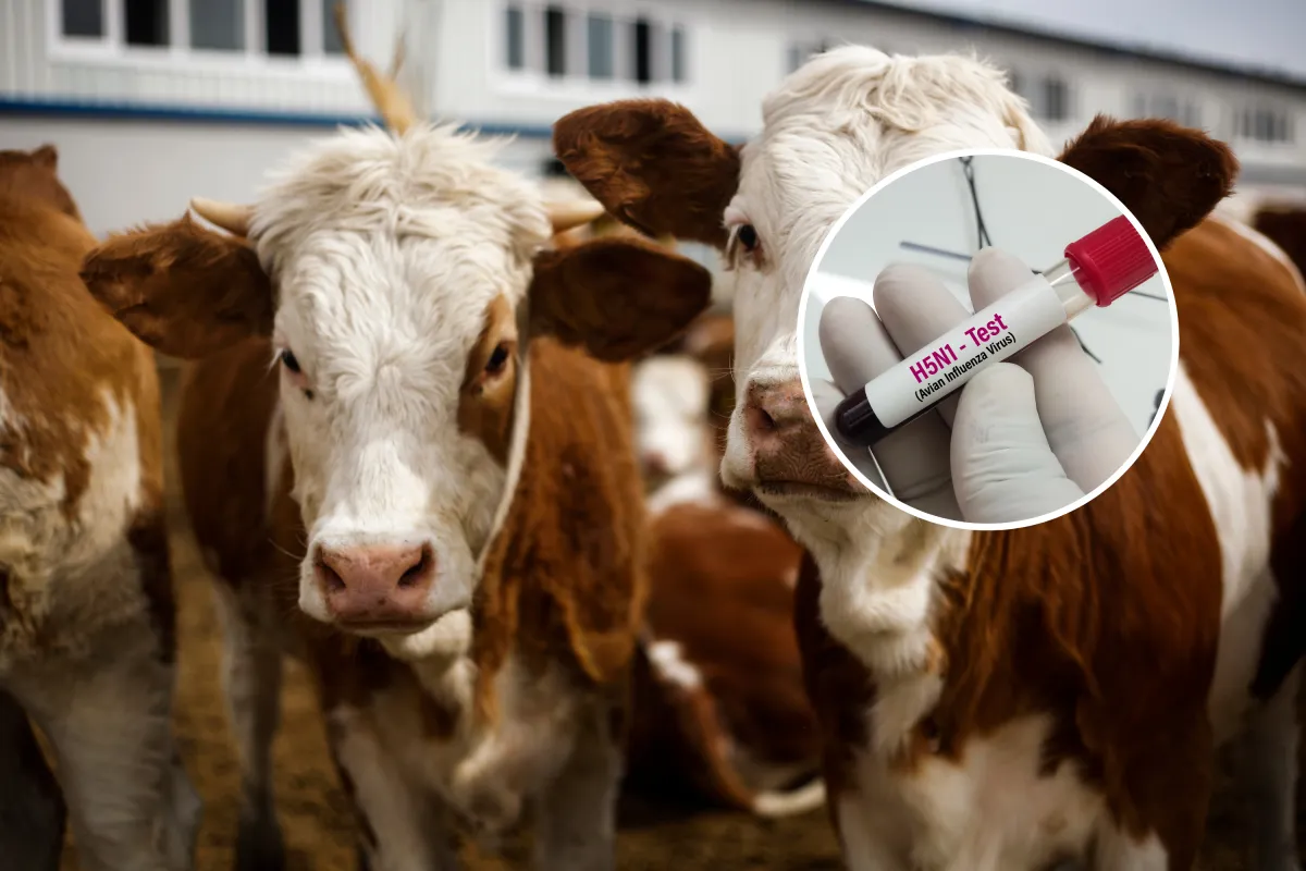 Avian Flu Update: Outbreak Maps as Third Human Case Reported - Newsweek