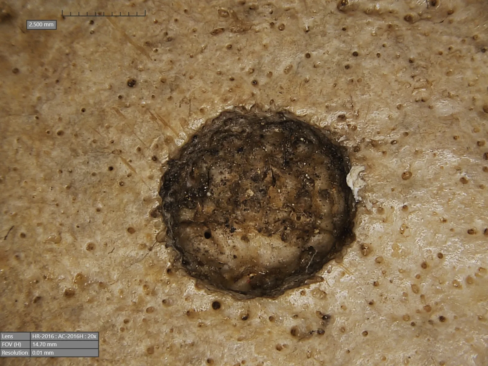 ‘Extraordinary’ Skull Hints at Ancient Egyptian Cancer Treatment - Newsweek
