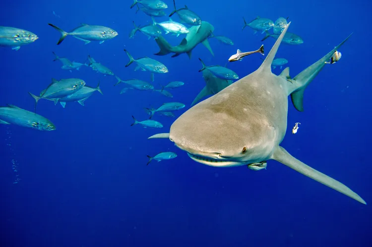 Shark Attack Map Reveals All Incidents Across US This Year - Newsweek