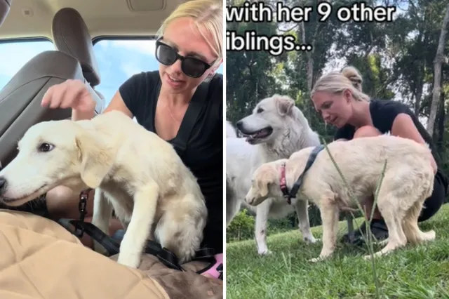 Hearts Break Over Shelter Puppy Too Scared To Walk, Move, or Be Touched ...