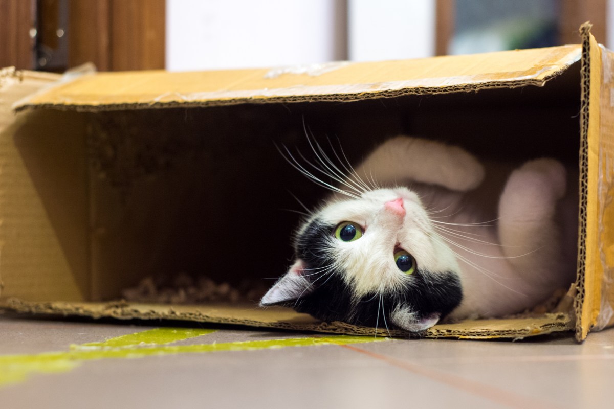 Owner Spends Hundreds of Dollars on Huge Catio, Cat Has Better Plans ...