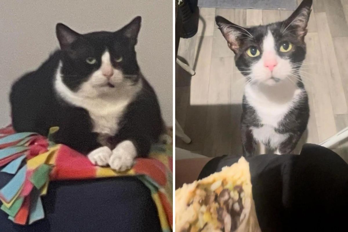 Baffled Owner Says Cat Looks Skinnier When Asking for Food: ‘Shape ...