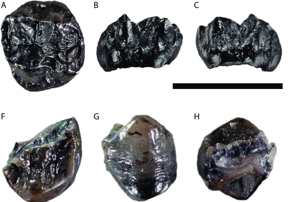 Scientists Discover Smallest Great Ape, Find Unusual Lifestyle - Newsweek