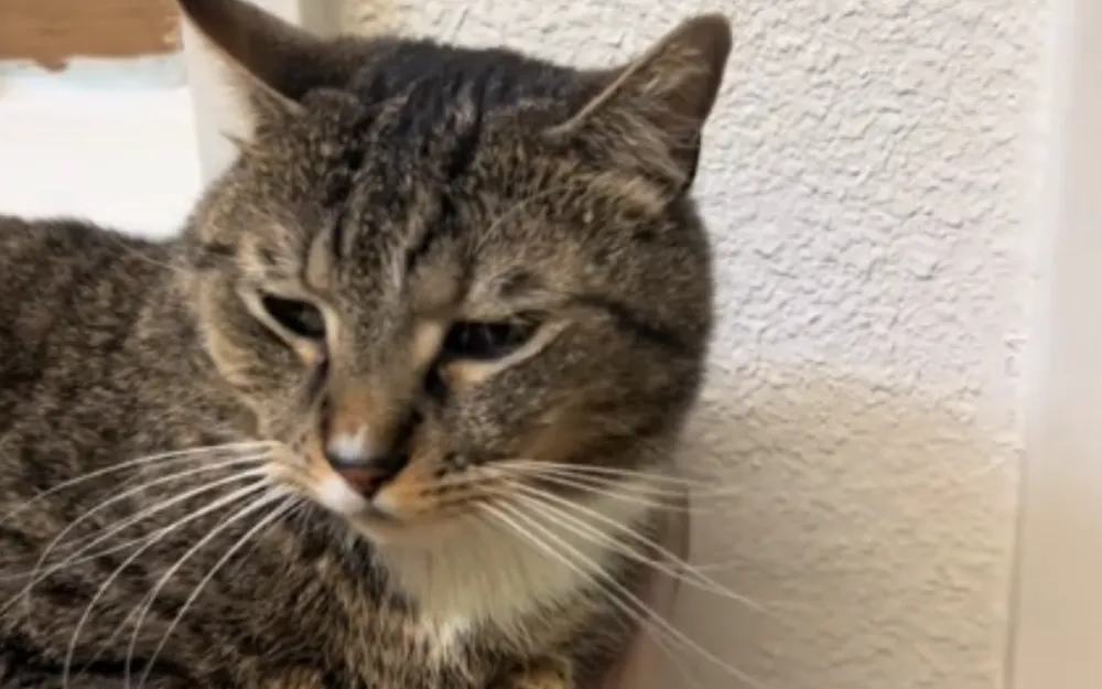 Cat Dumped at Shelter ‘Scared and Confused’ After Having a Family for ...