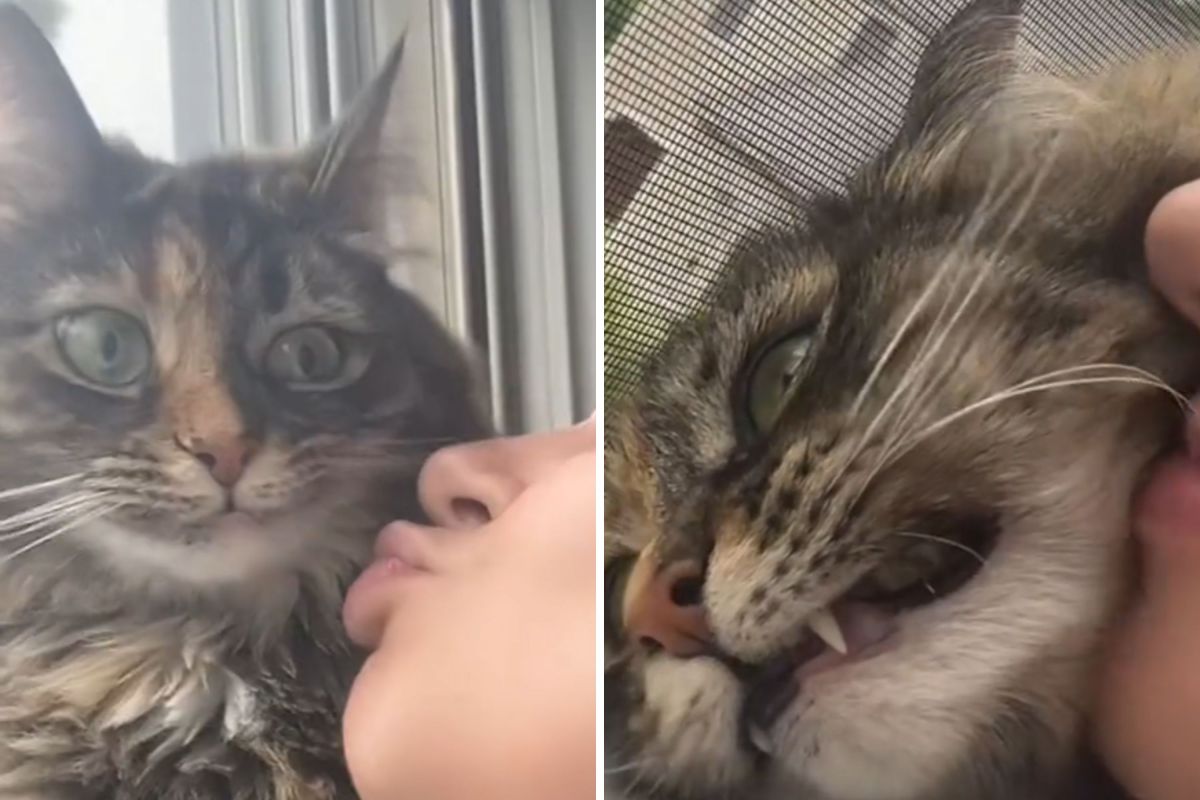 Watch Cat’s Disgusted Reaction to Owner Trying To Kiss He... - Newsweek