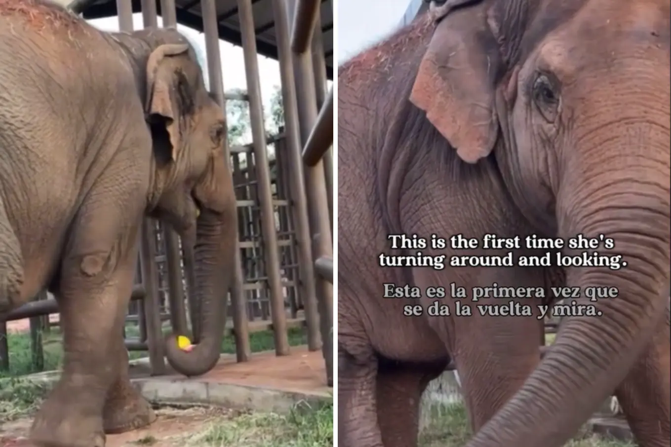Moment Elephant Is Rescued After 24 Years in a Concrete Cage Melts ...