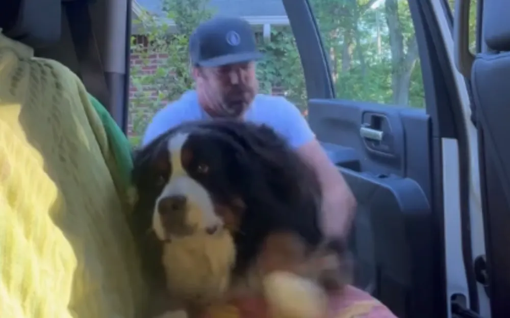 Bernese Mountain Dog’s Backbreaking Method for Getting Into Car ...