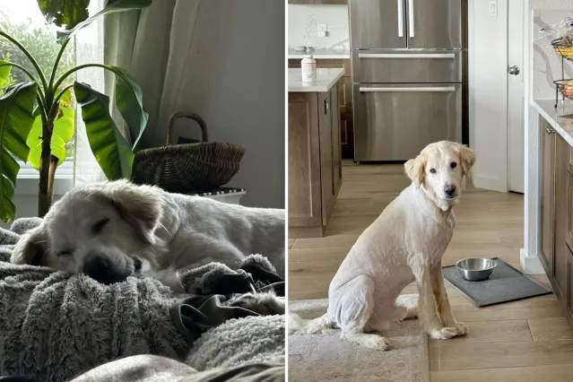 Rescue Dog With Rope Embedded in Neck Goes From ‘Feral’ to Adopted in ...