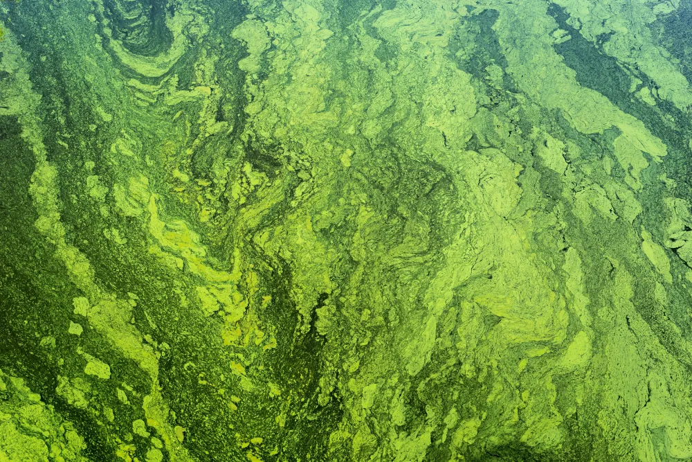 Algae News & Latest Pictures From Newsweek.com