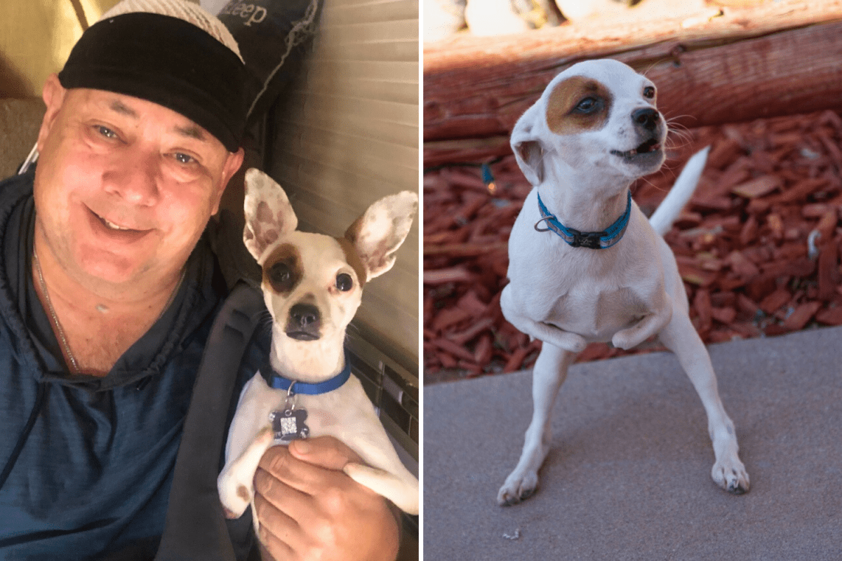Disabled Dog Could Detect Something Was Wrong—Ends Up Saving Owner’s ...