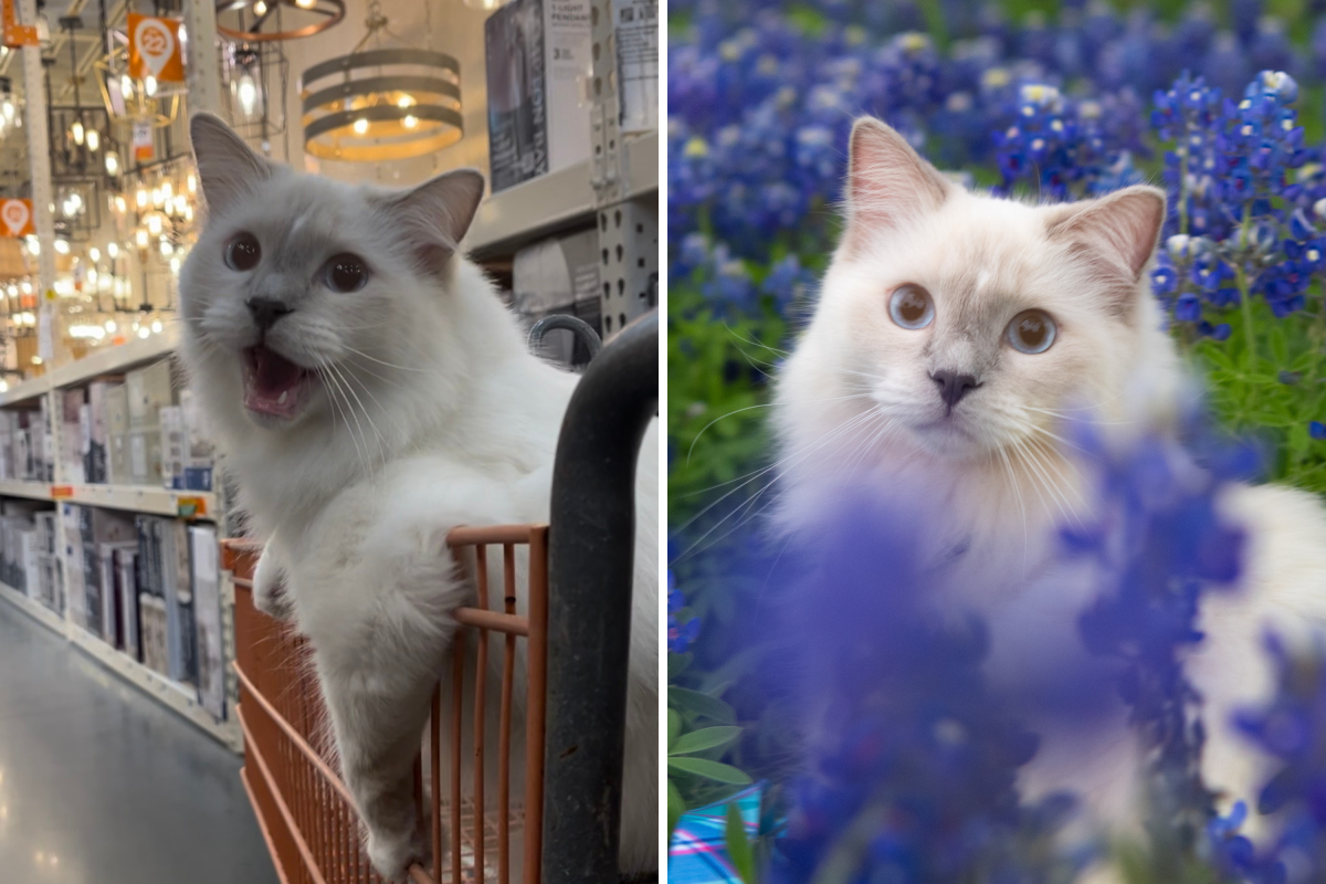 Cat Mimicking Screaming Kids Has Internet in Stitches: ‘Confused ...