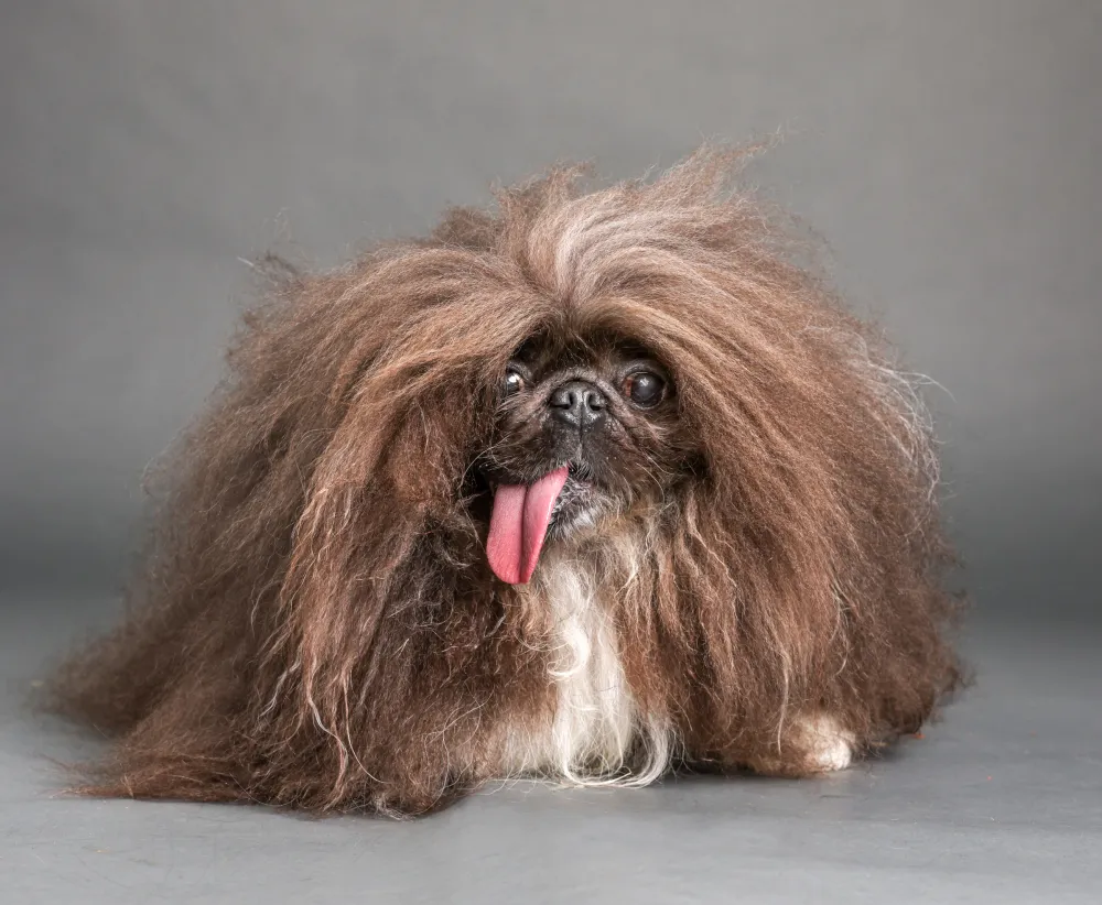 World’s ‘Ugliest’ Dog Revealed - Newsweek