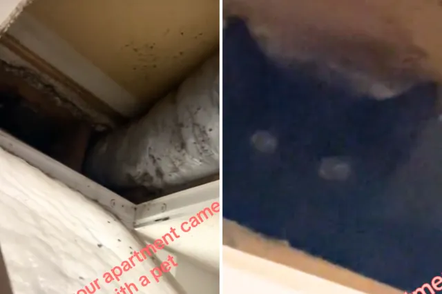 Woman Moves Into $2K Texas Apartment, Discovers It Comes With a ...