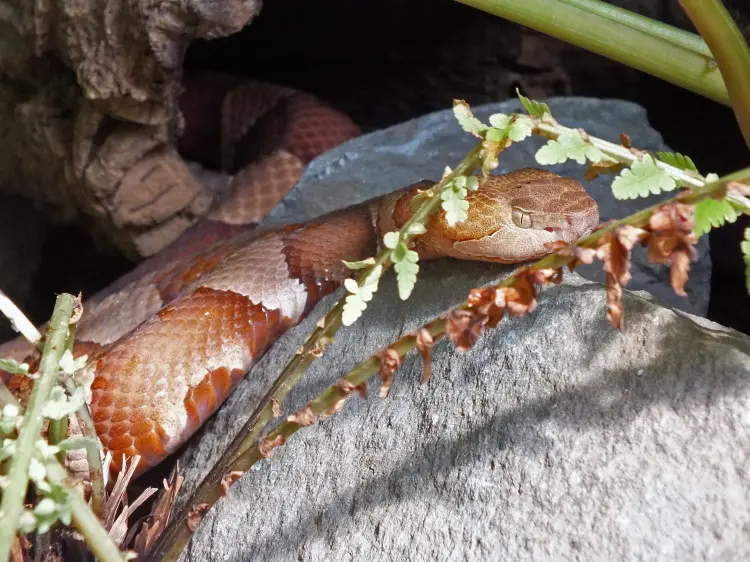 Copperhead Snake Map Shows Habitats In US States - Newsweek