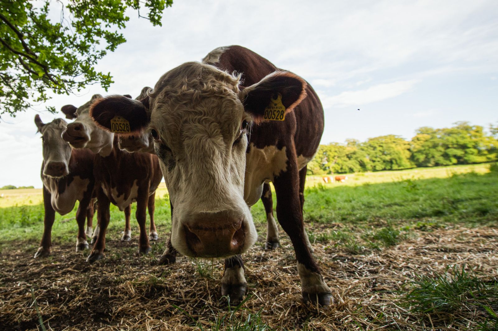 Flatulent Cows and Pigs Face Carbon Tax - Newsweek