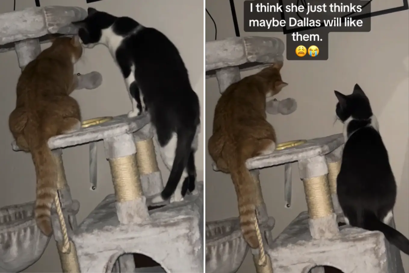 Fiancée Moving in Brings Pet, Cat Gives New Sibling the T... - Newsweek