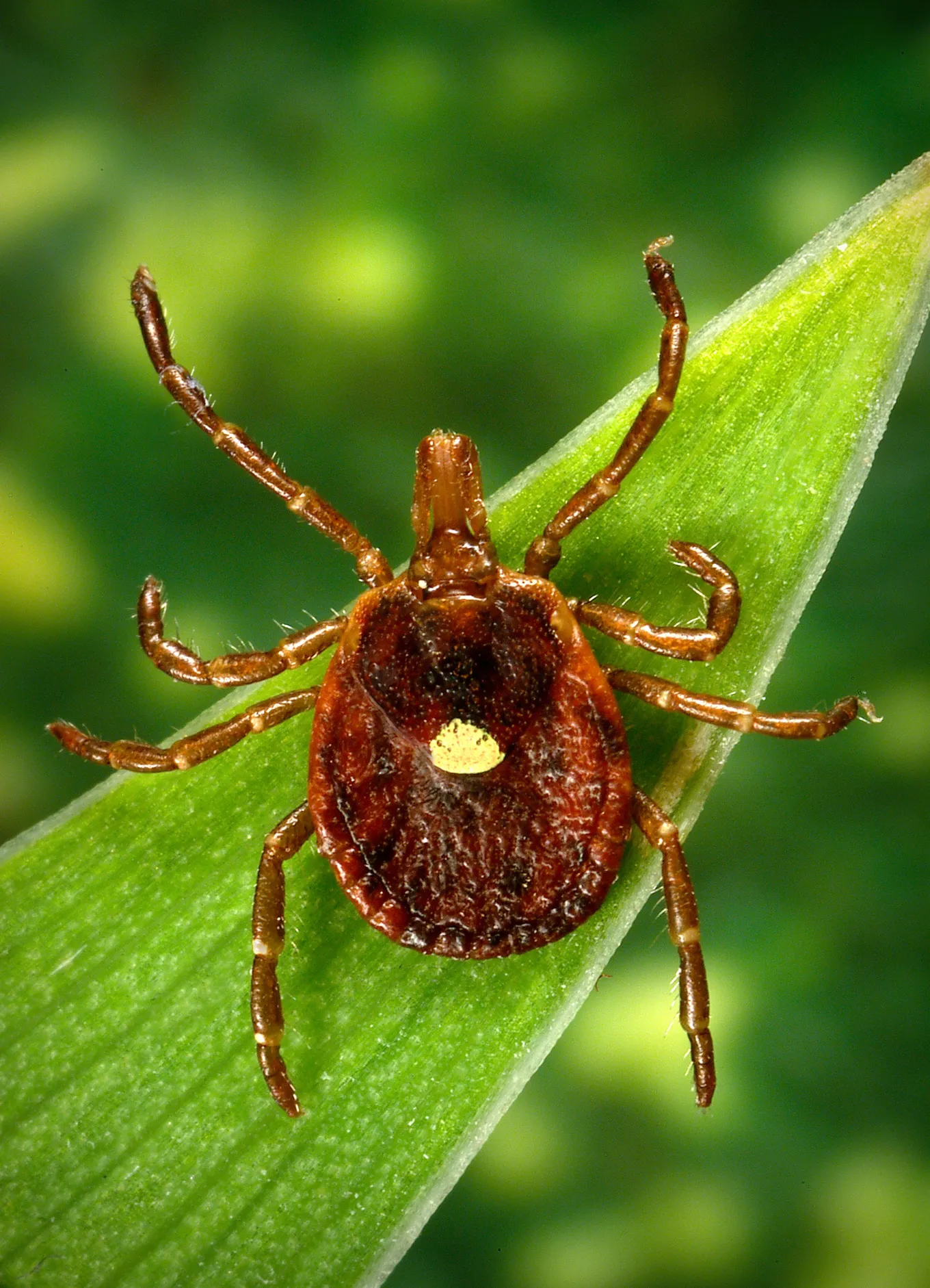 Do You Live Near Lone Star Ticks? Map Shows States With Most Alpha-Gal ...