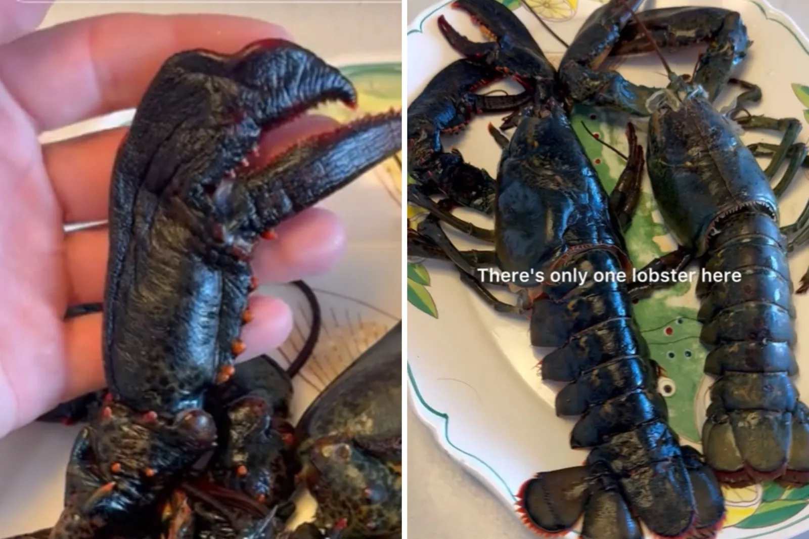Man Captures Lobster, Then It Does Something He’s ‘Never Ever Seen ...