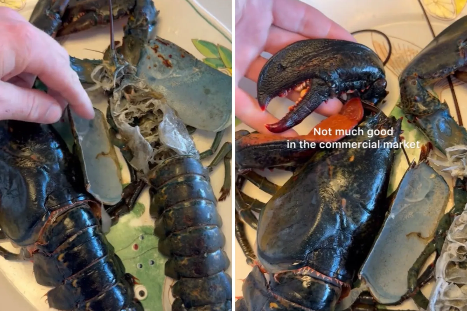 Man Captures Lobster, Then It Does Something He’s ‘Never Ever Seen ...