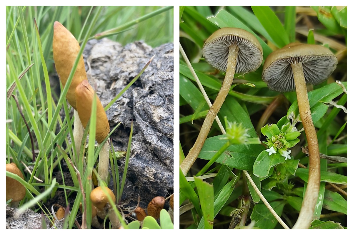 Scientists Discover Two New Species of Hallucinogenic Mushroom - Newsweek