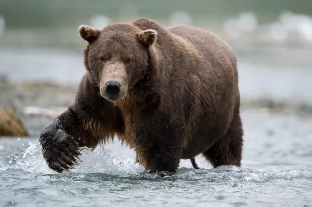 Bear Hunting Method Banned In Alaska - Newsweek