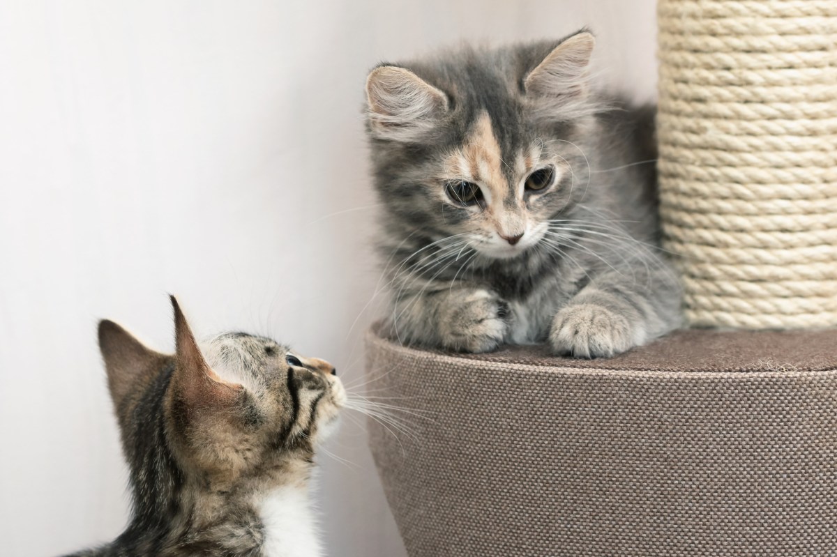 Hysterics At Cat’s Reaction To Mom Adopting Stray Kitten: ‘Not Having ...