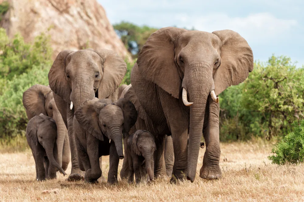 Elephant News & Latest Pictures From Newsweek.com