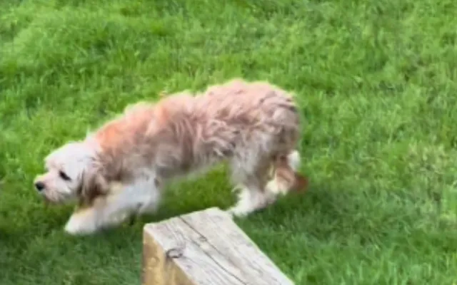 Tears At Rescue Dog’s Transformation After Just 12 Days With Foster ...