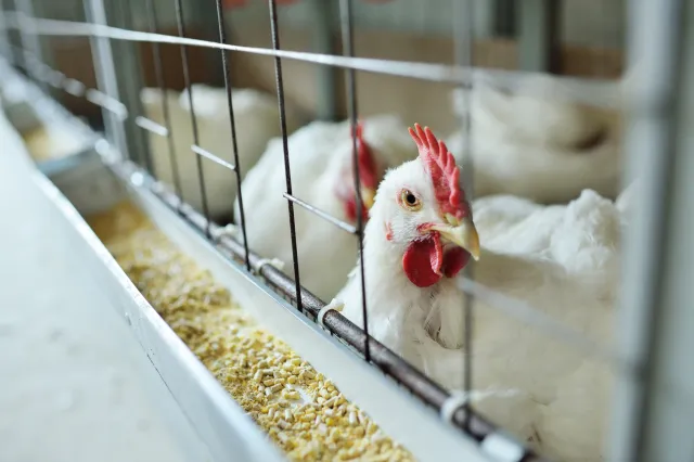 Bird Flu Reported in Colorado Workers - Newsweek
