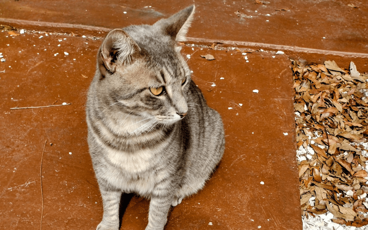 Cat’s Habit of Bringing Owner Live Animals Takes Wild Turn - Newsweek
