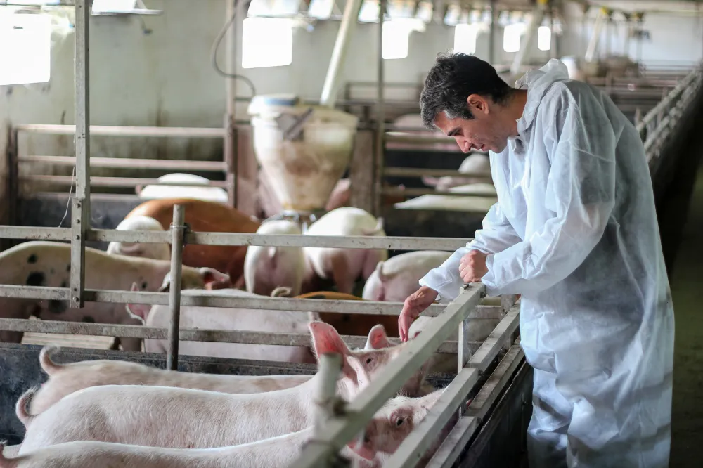 Intensive Farming May Up Pandemic Risk, Myth-Busting Study Warns - Newsweek