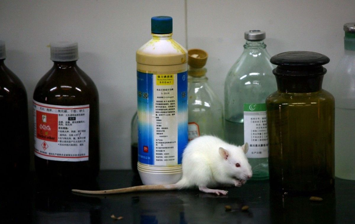 The Price of Killing Off Animal Testing - Newsweek