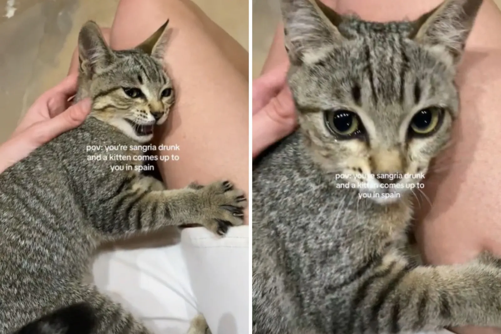 Woman on Vacation ‘Gentle Sobs’ As She’s Finally Chosen by Stray Kitten ...