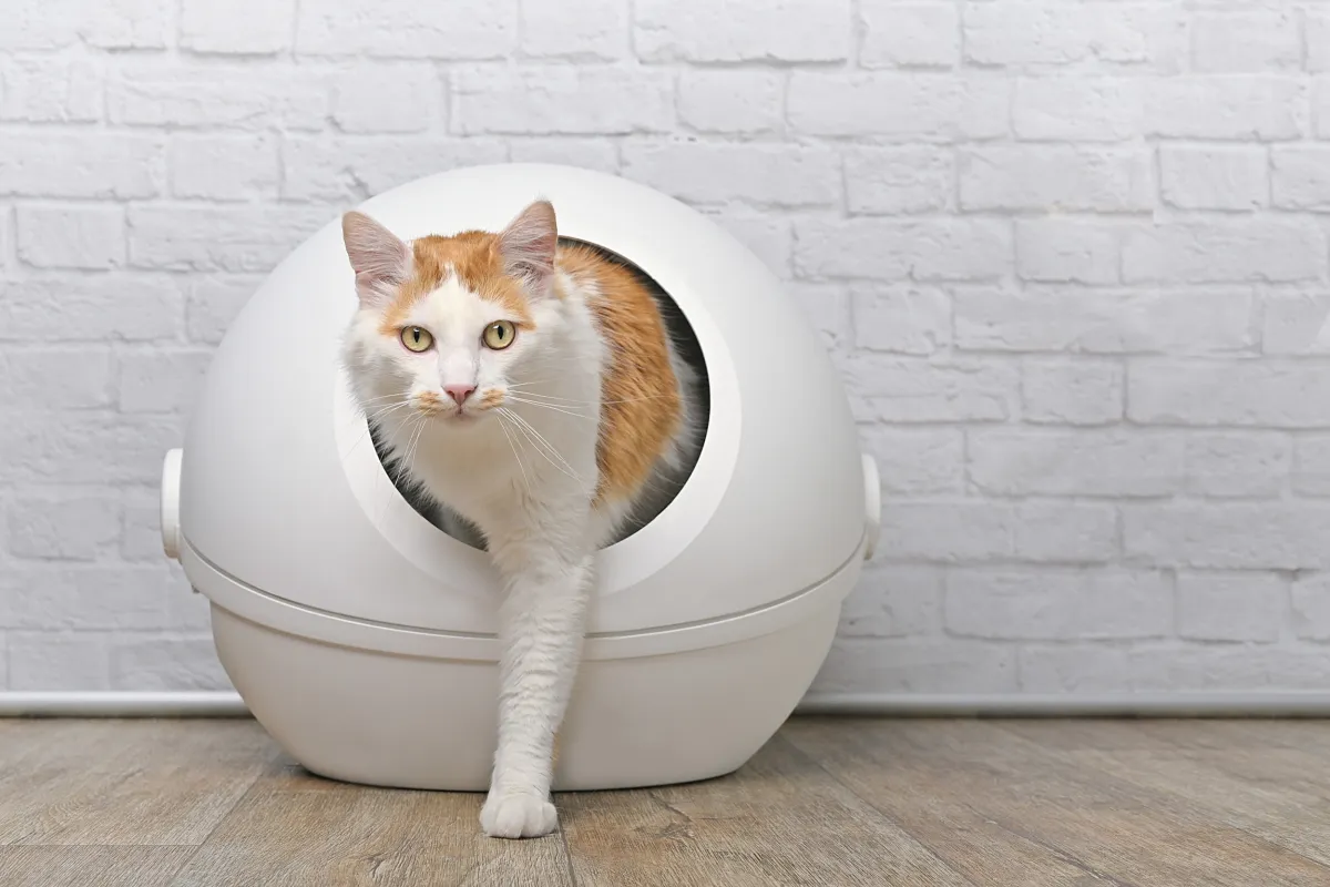 Vets Reveal Which Types of Cat Litter You Should Avoid - Newsweek