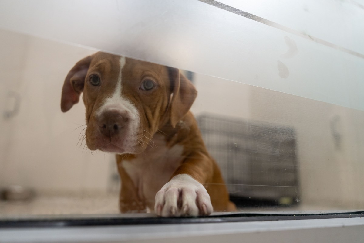 Map Shows One State Where Bestiality Isn’t Banned - Newsweek