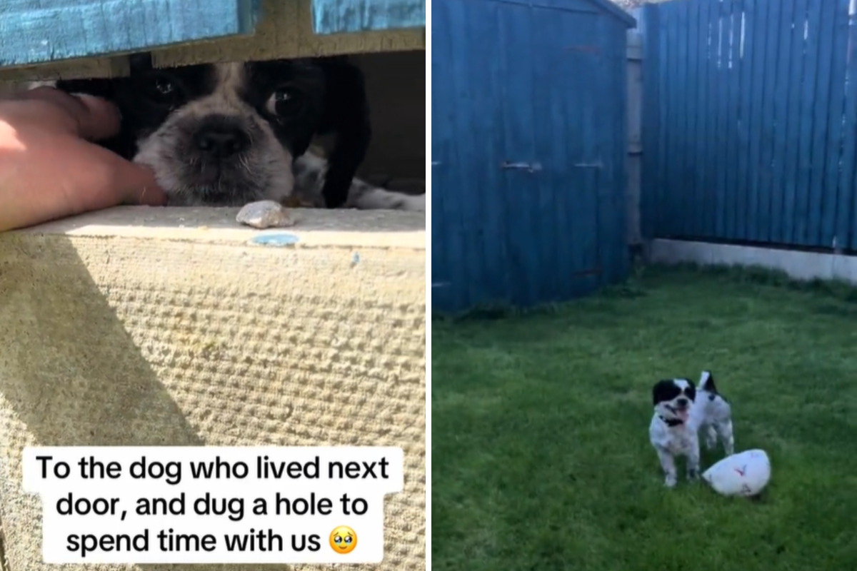 Dog About To Be Given Away Digs Hole To Be With Neighbors—They Take ...