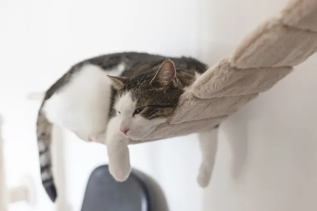 Owner Installs New Hammock for Cat, but There’s a Problem - Newsweek