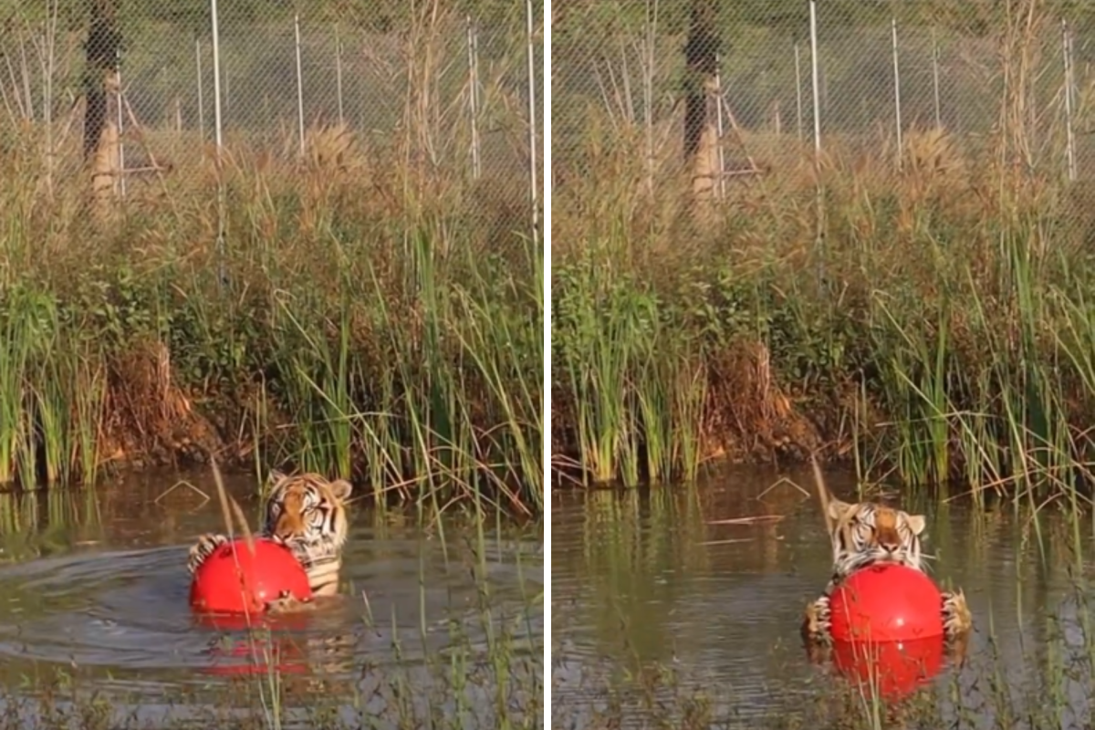 Adorable Tiger Cuddles Ball: ‘I Could Watch This All Day!’ - Newsweek