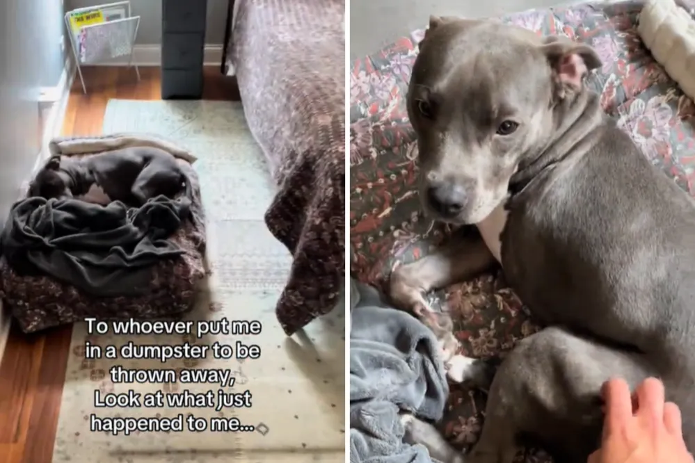 Dog Rescued From Dumpster Adopted, New Owner Has Message to Abandoner ...