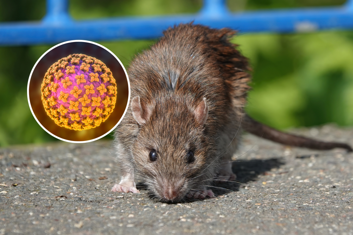 Deadly Rat-Borne Virus Spreading in US—What Are the Signs? - Newsweek
