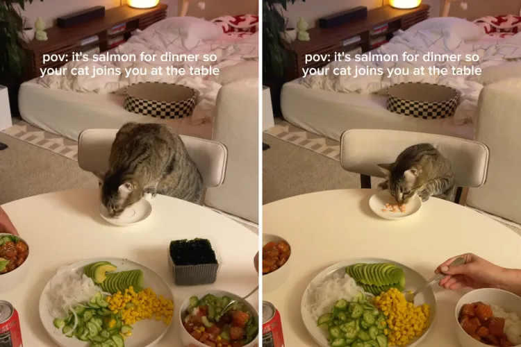 Internet Obsessed With How ‘Distinguished’ Cat Eats Dinner - Newsweek