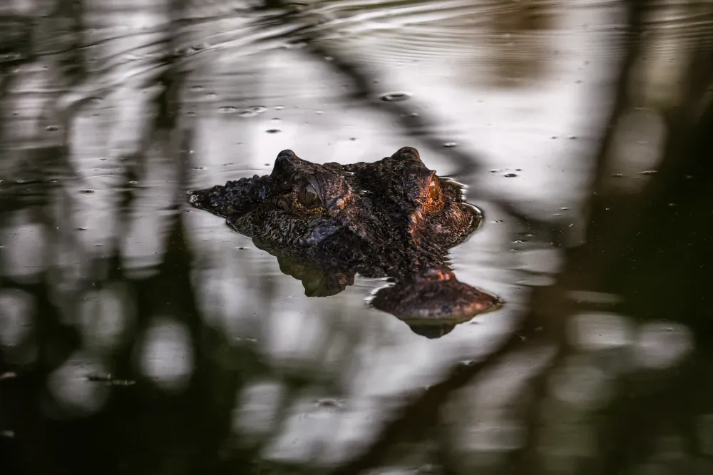 Crocodile attack News & Latest Pictures From Newsweek.com