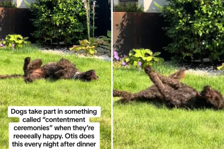 Cockapoo Performs Detailed ‘Contentment Ceremonies’ to Show His ...