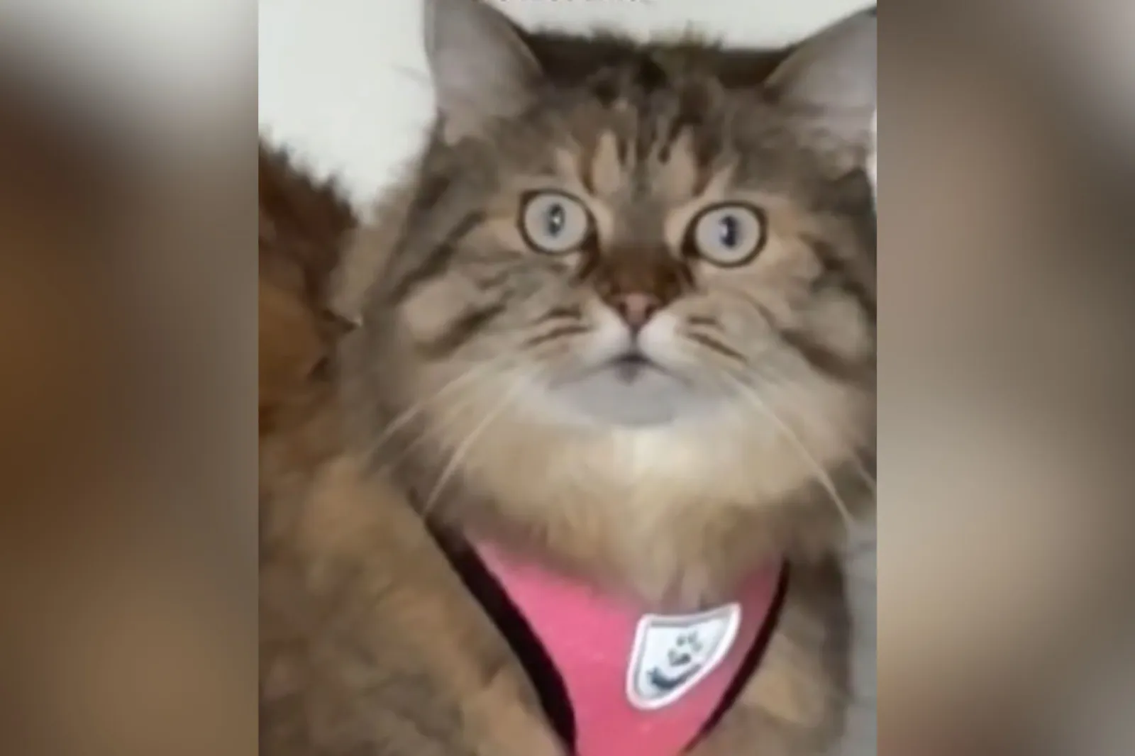 ‘Diva’ Cat’s Horrified Reaction to Owner’s New Kitten Caught on Camera ...