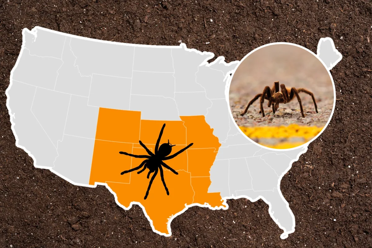 Tarantula Warning for Eight States: What to Know - Newsweek