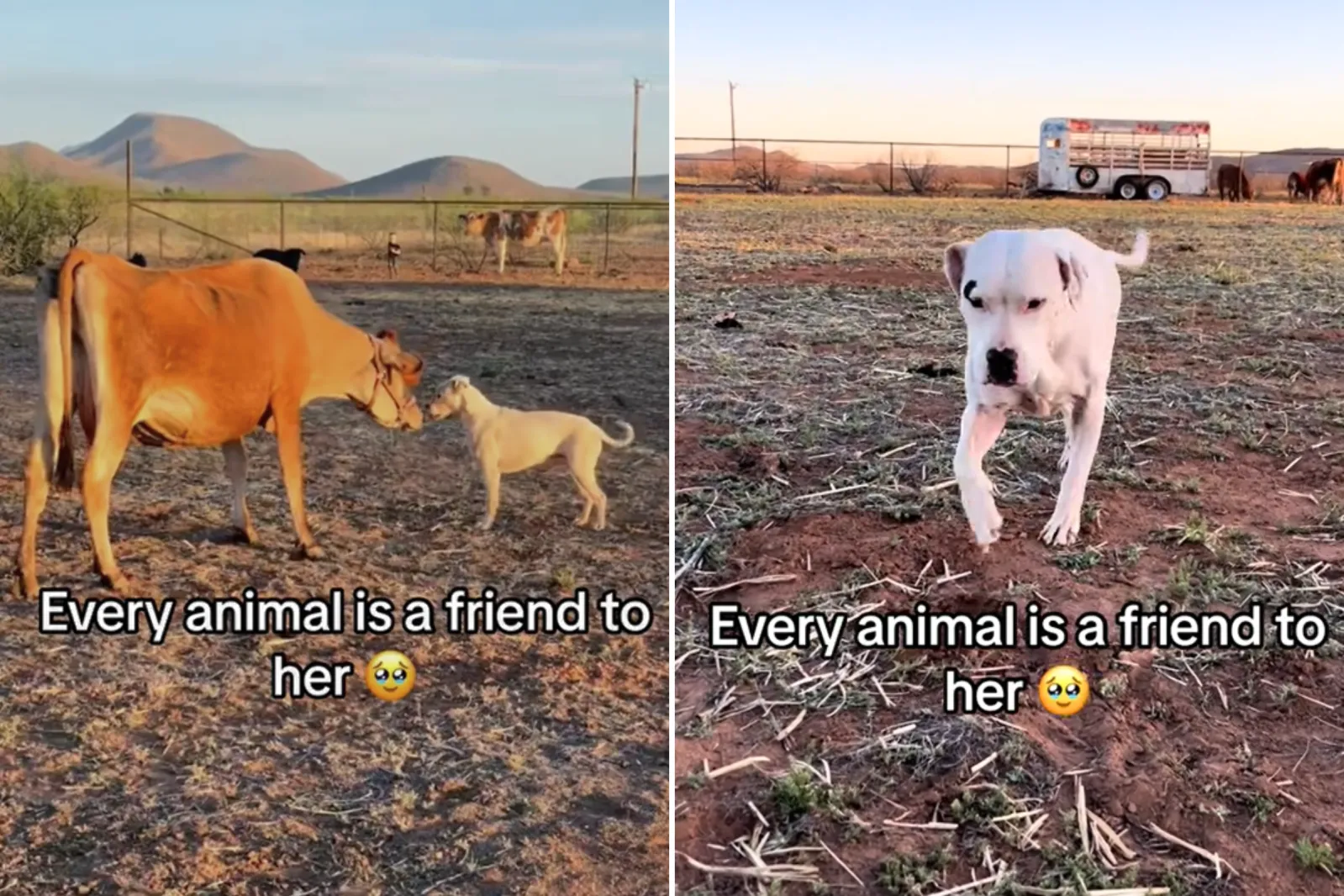 Deaf Rescue Pit Bull Serves No Purpose on the Farm but Loves Causing ...