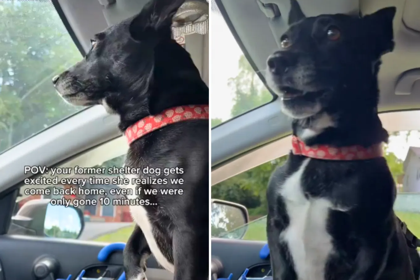 Rescue Dog Has Heartwarming Reaction Every Time She Comes Back Home ...