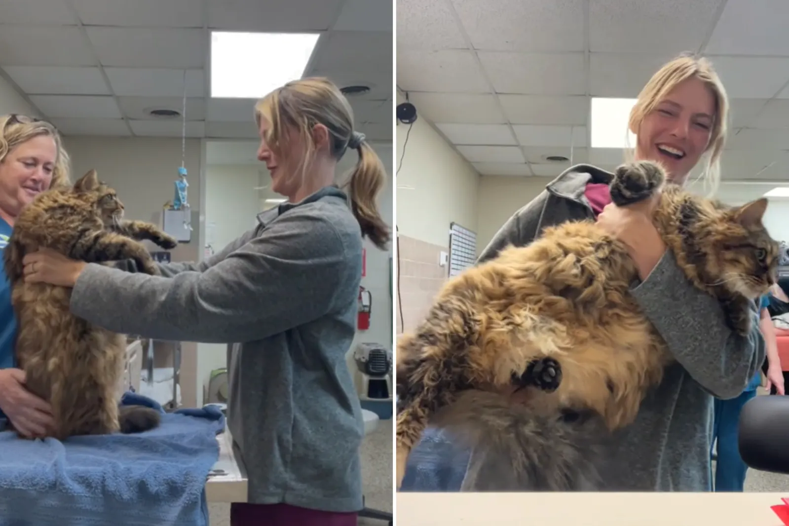 No One Prepared for Vet Worker’s Reaction to 23lb Feline - Newsweek
