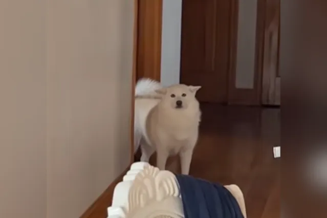 Woman Changes Her Voice To Try and ‘Trick’ Dog, Her Reaction Is ...