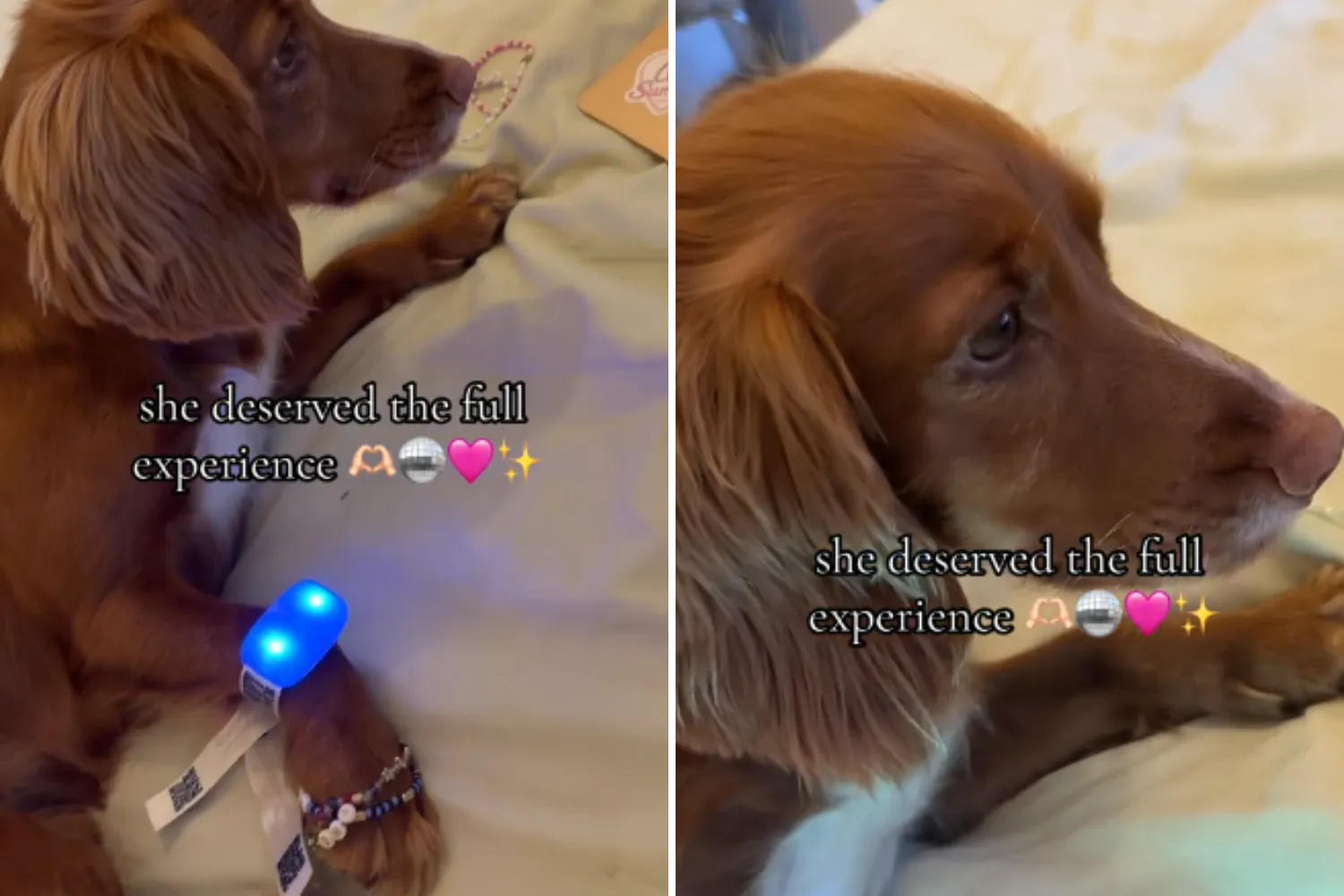 Swiftie Ensures Dog Doesn’t Miss ‘Eras Tour’—’Deserved the Full ...